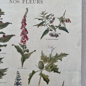 Antique French Floral Poster | Vintage French Floral Poster | French ...