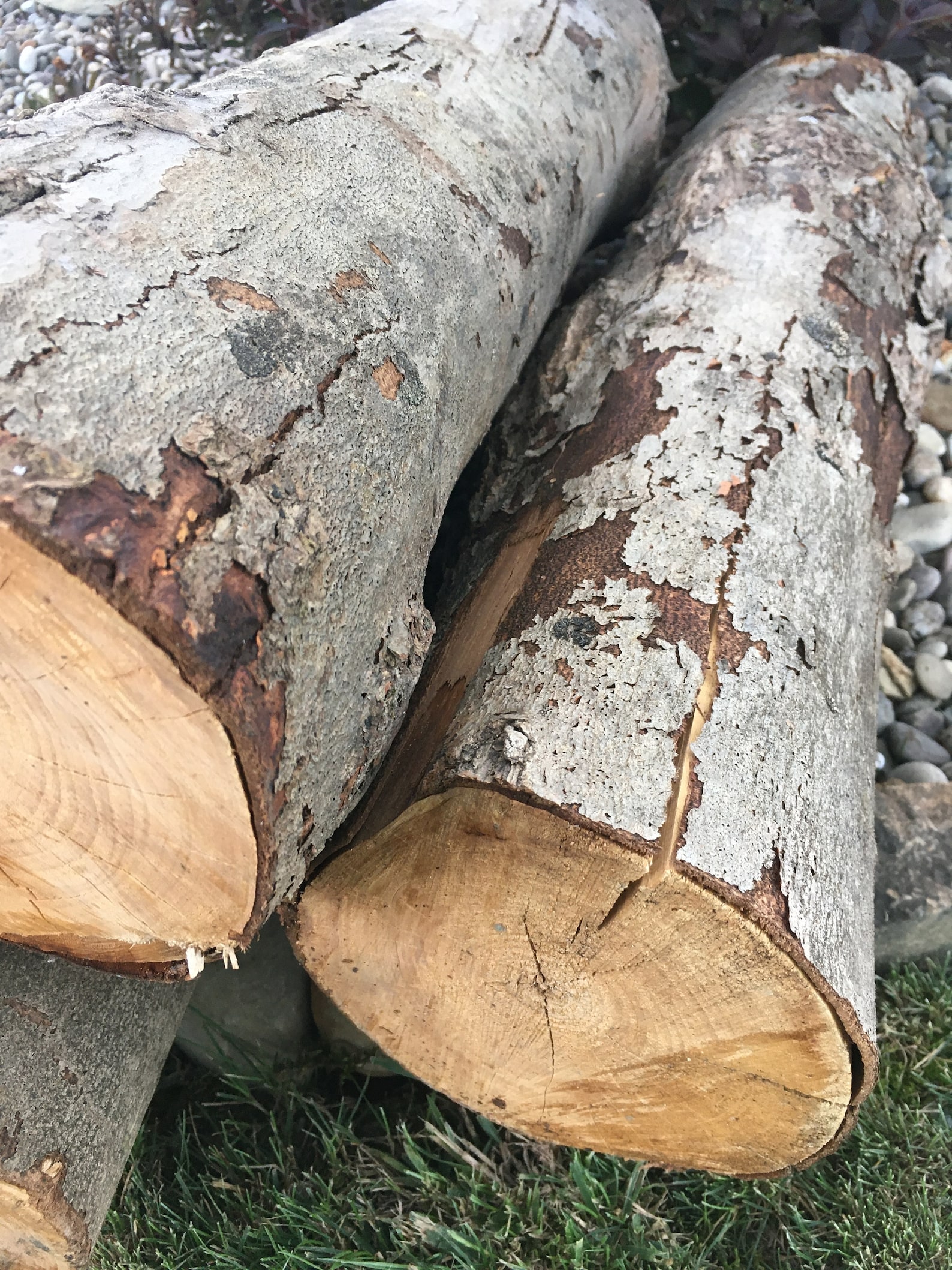 No Bark All BITE Premium Silver Maple Wood Chips for Smoker. - Etsy