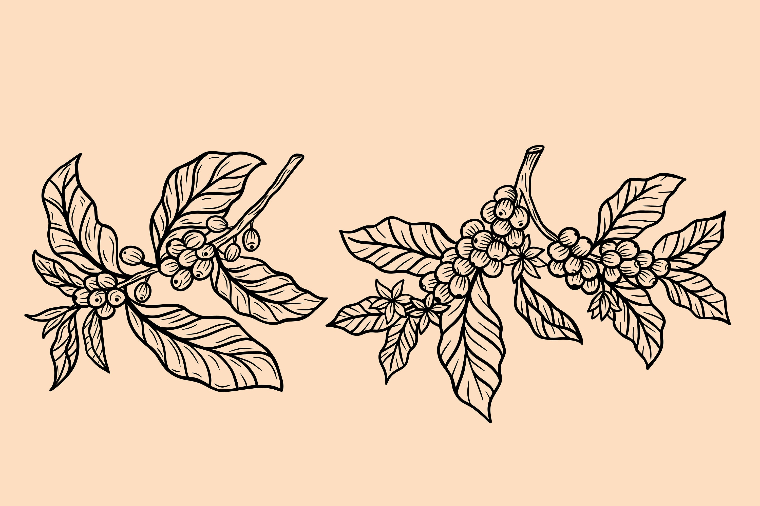 14 Set Bundle Coffee Tree, Coffee Hand Drawn, Coffee Beans Plant Shop ...