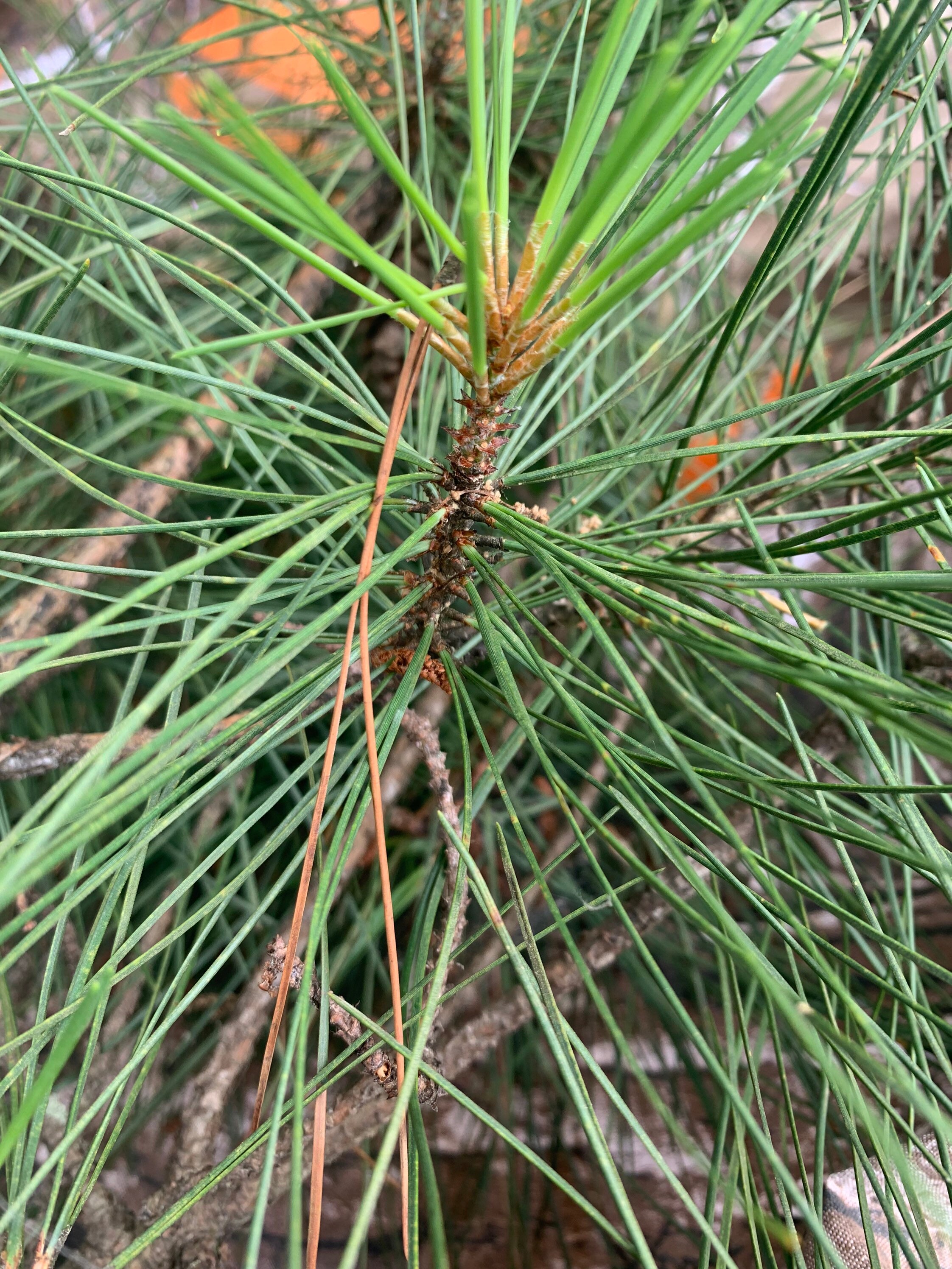 Short leaf pine tree branches | Etsy