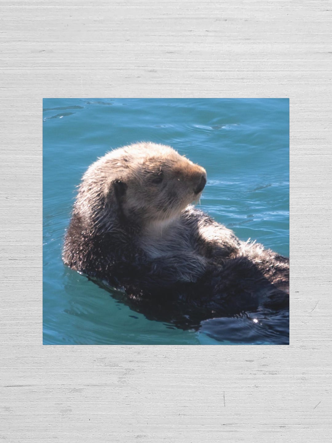 Sea Otter Canvas Print - Cute Otter Wall Art, Coastal Home Decor - Etsy