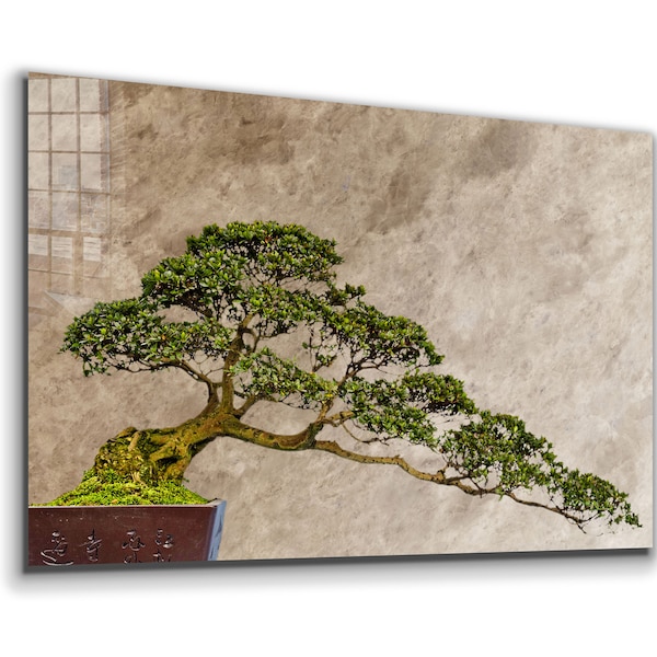 Shop Bonsai Tree - Etsy
