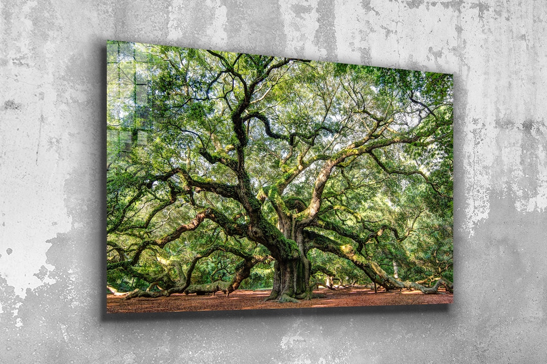 Angel Oak Tree Tempered Glass or Canvas Printing Wall Art , Modern Wall ...