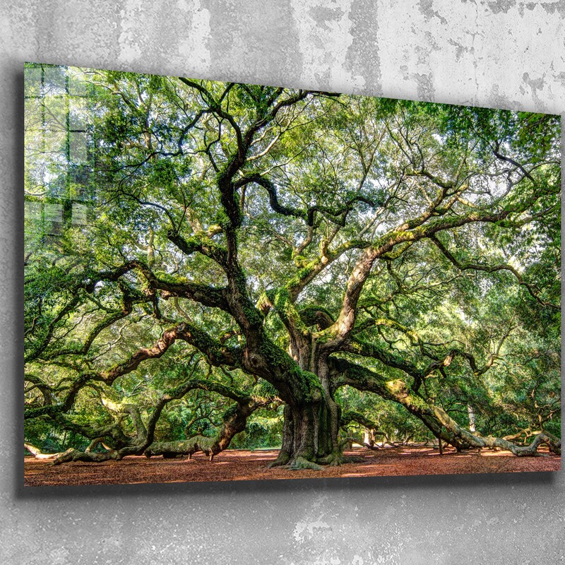 Angel Oak - Etsy