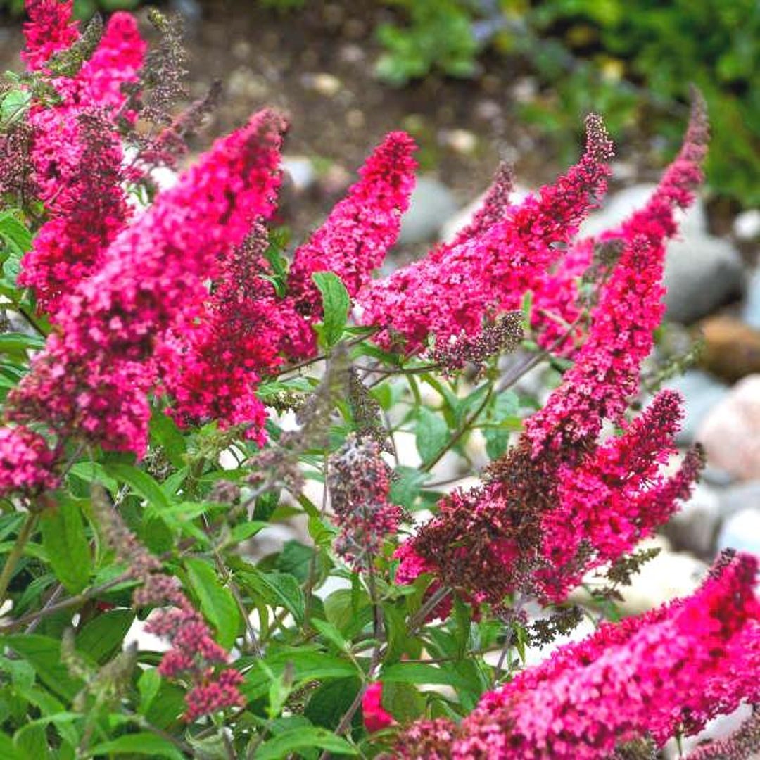 Butterfly Bush ‘prince Charming’- Bright Cerise Red Raspberry Flowers ...