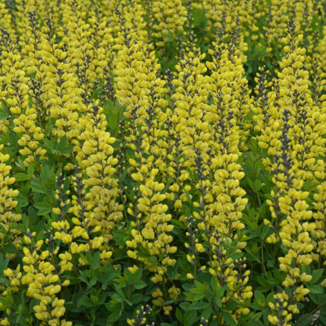 False Indigo ‘lemon Meringue’ Bright, Illuminating Lemon Yellow Flowers ...