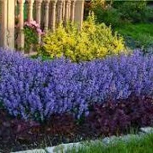 Catmint ‘purrisan Blue’ Periwinkle Blue Flowers, Dark Purple Calyxes ...