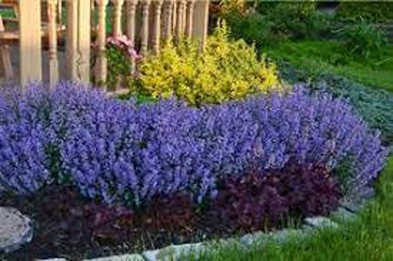Catmint ‘purrisan Blue’ Periwinkle Blue Flowers, Dark Purple Calyxes ...