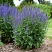 Speedwell ‘blue Skywalker’- Long Sky Blue Spike Flowers - Veronica ...