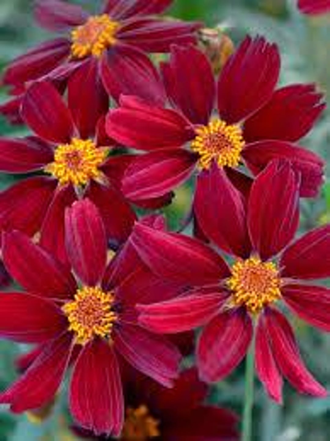 Tickseed ‘red Satin’ Vibrant, Deep Ruby Red Flowers Atop Threadlike ...