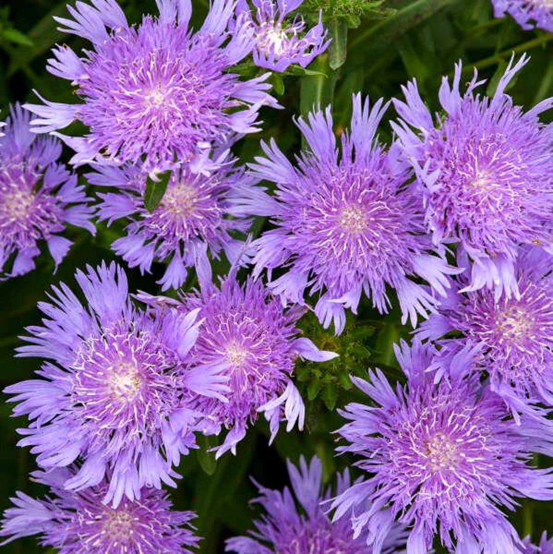 Stoke’s Aster ‘riptide’ Huge Outerspace Type Periwinkle Blue Fringed ...