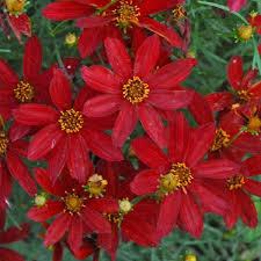 Tickseed ‘hot Paprika’ Intense, Deep Red Flowers Atop Threadlike ...
