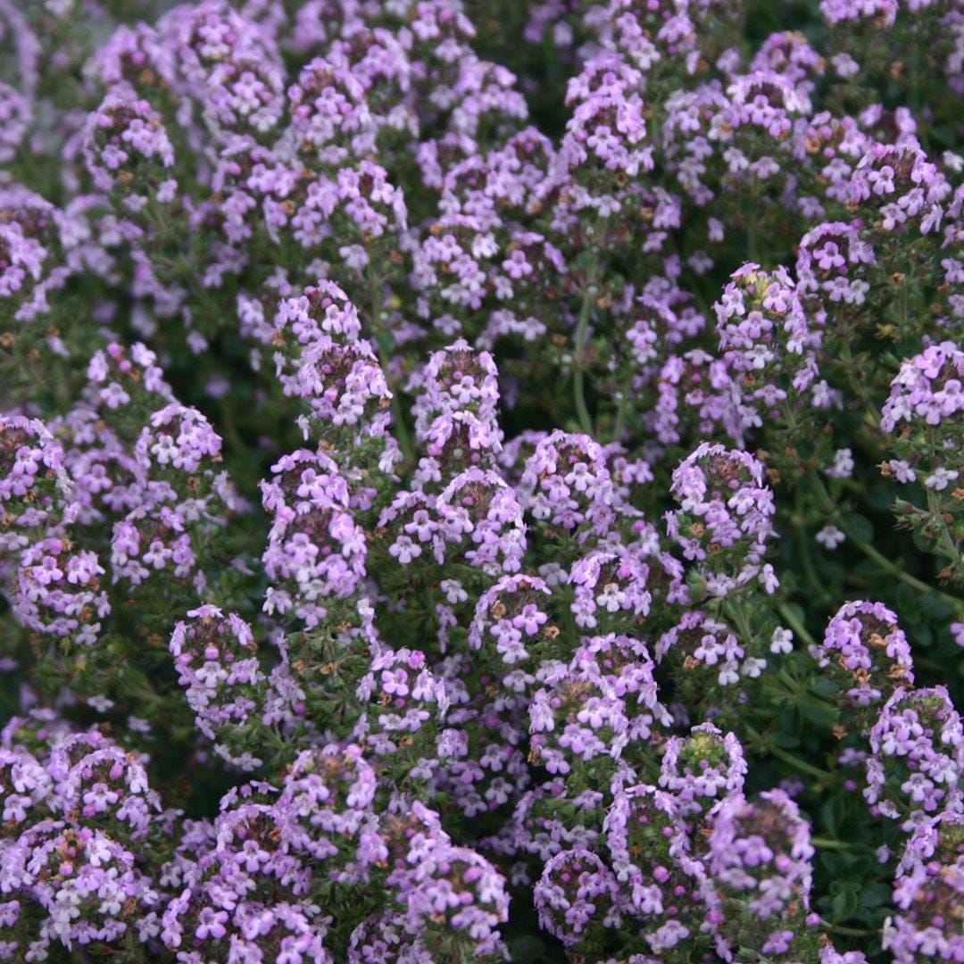 Creeping Thyme 'silver Edge'-fragrant Evergreen Leaf Silver Edges, Pink ...