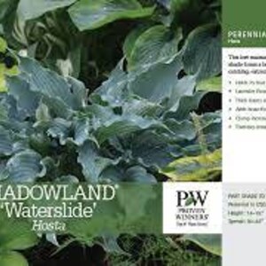 Hosta ‘waterslide’ - Ride the Blue Waves! - Blue Hosta - Perennial - Etsy