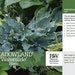 Hosta ‘waterslide’ - Ride the Blue Waves! - Blue Hosta - Perennial - Etsy