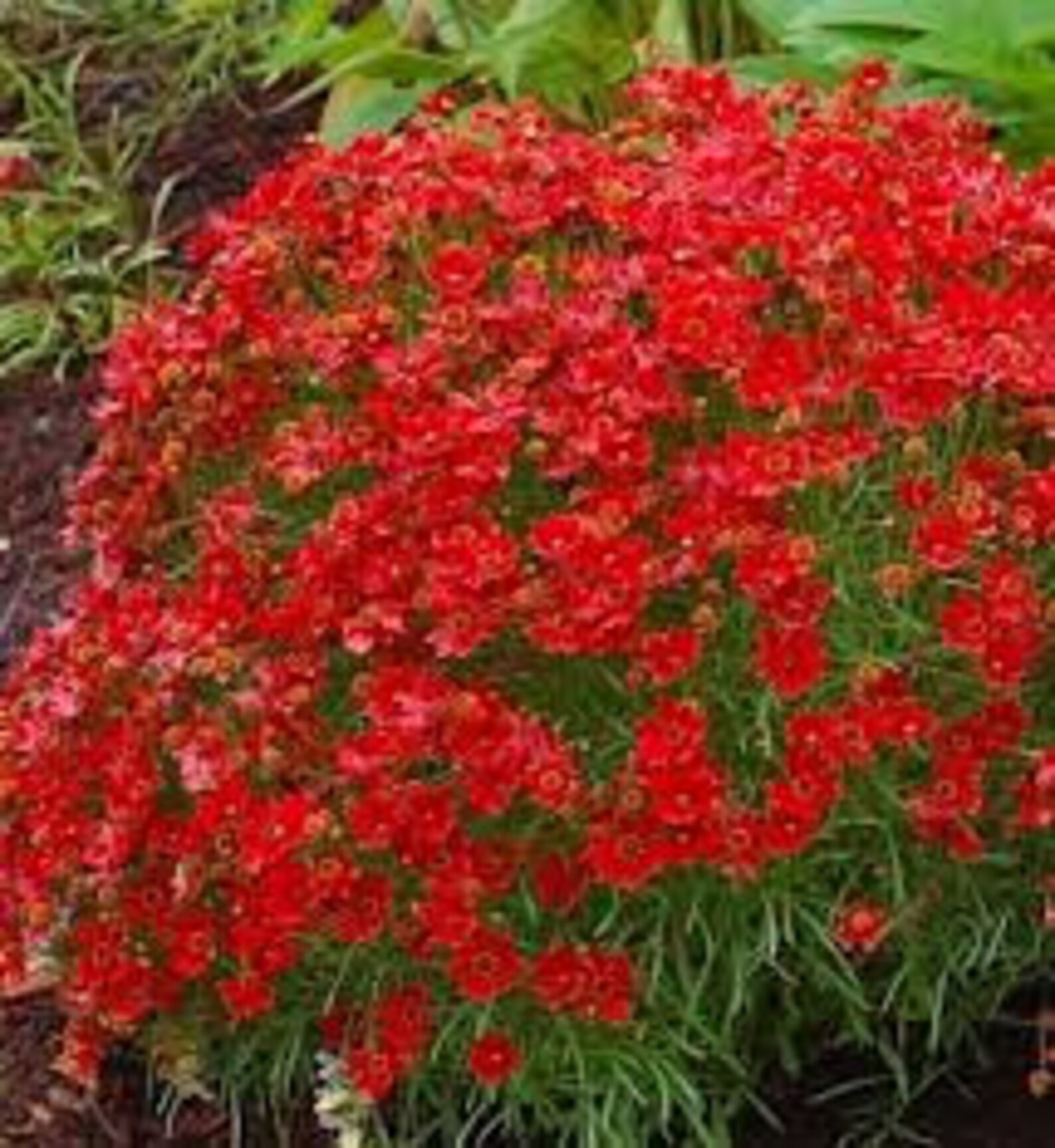 Tickseed ‘hot Paprika’ Intense, Deep Red Flowers Atop Threadlike ...