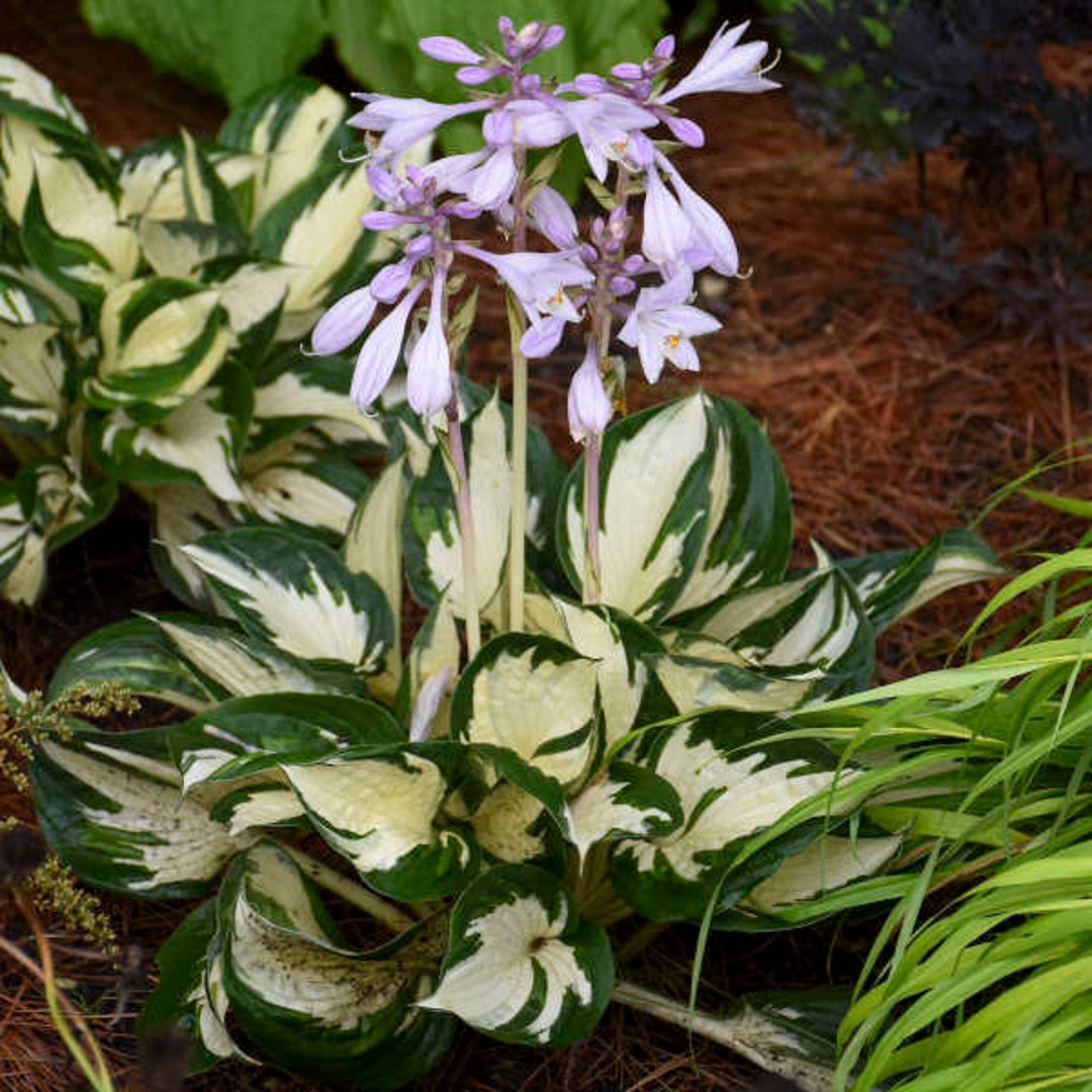Hosta ‘fire & Ice’- Upright Twisted Leaves With White Centers Dark ...