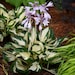 Hosta ‘fire & Ice’ Dark Green Twisted Leaves With Variegated Pure White ...