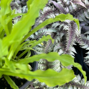 Hosta ‘party Streamers’ - Yellow Gold Wavy Streamers… Time for a Garden ...