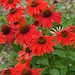 Coneflower 'salsa Red Red Flowers Echinacea Sombrero - Etsy