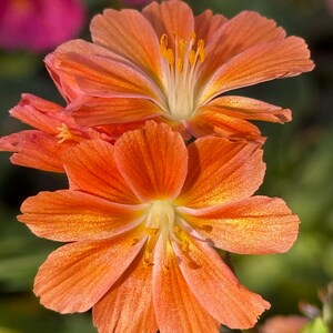 Bitterroot 'rainbow Mix' - Mix of Flower Colors, Native Succulent ...