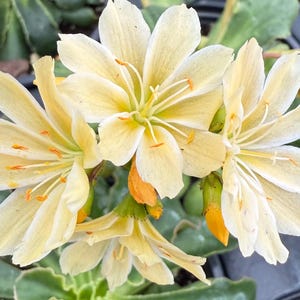 Bitterroot 'rainbow Mix' - Mix of Flower Colors, Native Succulent ...