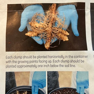 Solomon’s Seal 'ruby Slipper’s' - Dainty, White Bell Flowers Held on ...