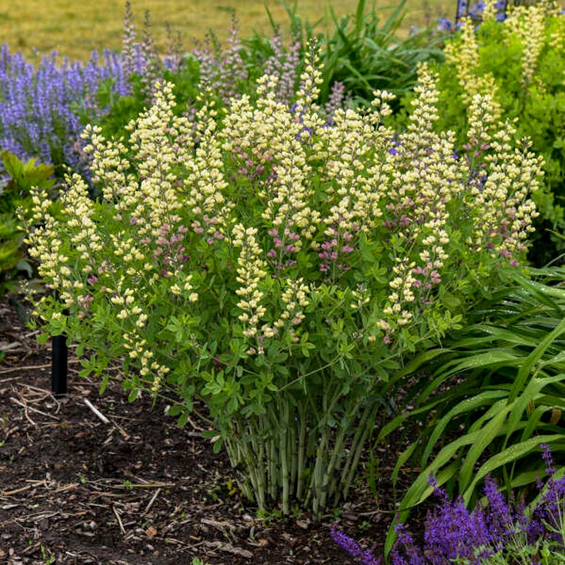 False Indigo ‘pink Lemonade’ Unique Bicolor Pink/yellow Flowers on a ...