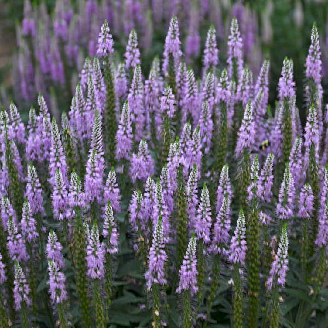 Speedwell ‘lavender Lightsaber’ Deep Lavender Paintbrush-like Flowers ...