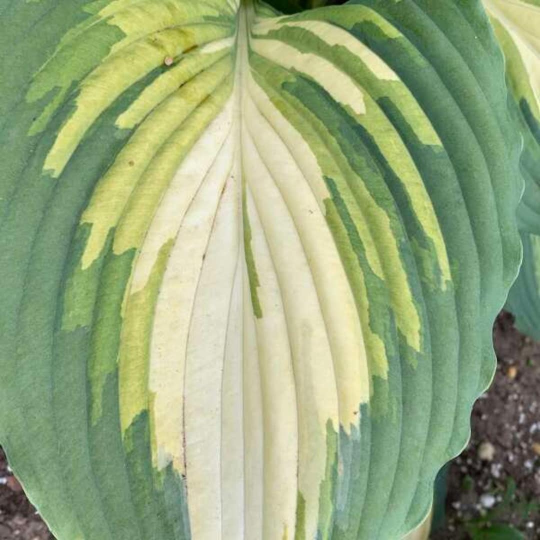 Hosta 'love Story’ Huge White-chartreuse Ruffled Leaves Variegated With ...