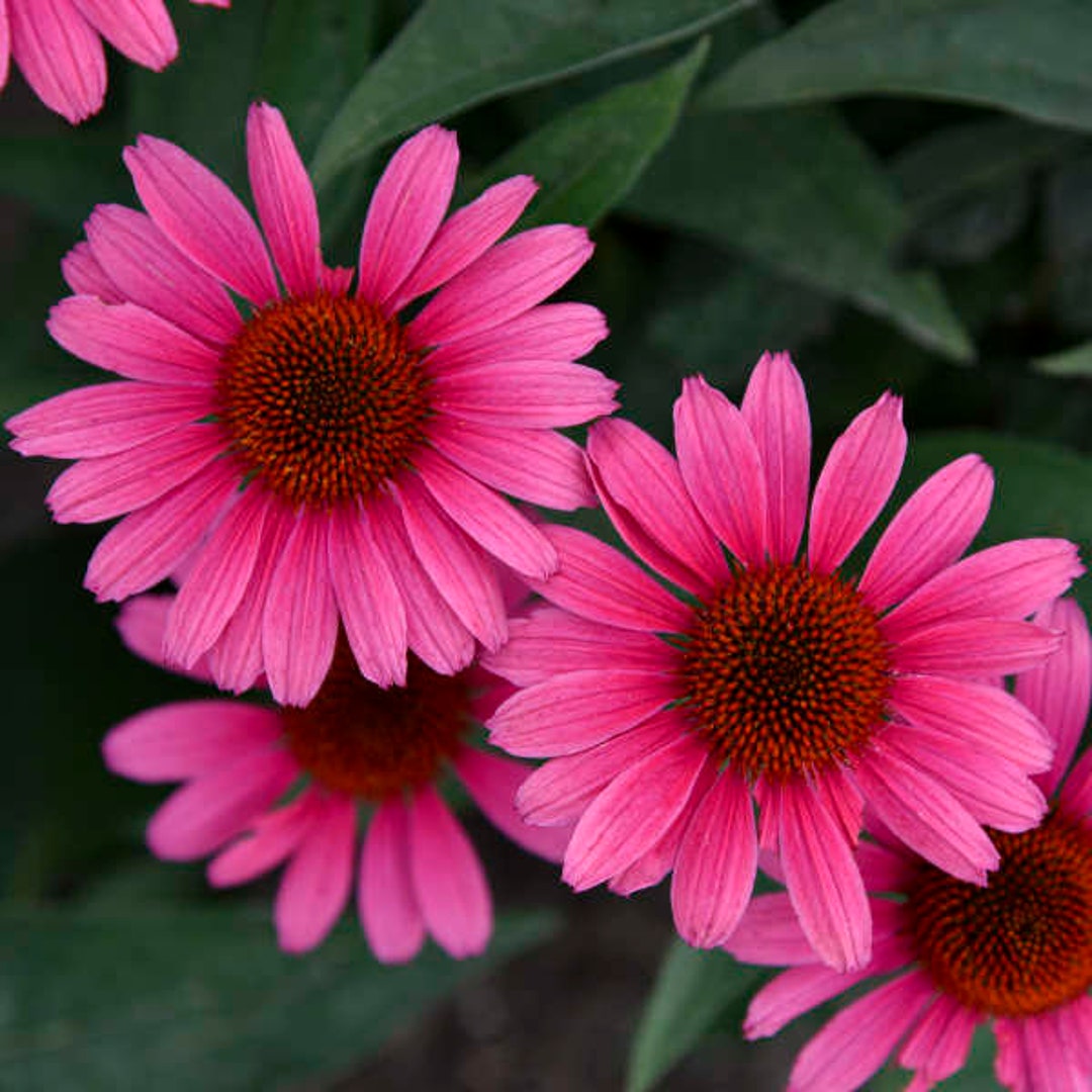 Coneflower ‘coral Craze’ Radiant Coral-pink Flowers With a Dark Cones ...