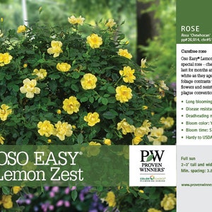 Rose 'lemon Zest' Fragrant Lemon Yellow Flowers Oso Easy Series Shrub ...