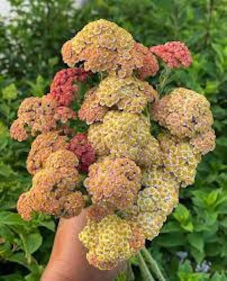 Yarrow 'firefly Peach Sky' Peachy-orange Flowers Yellow Eyes, Fragrant ...