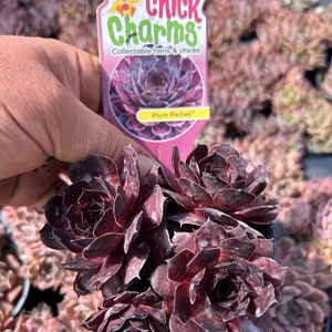 Hen & Chicks plum Parfait' Plum Purple Evergreen Leaves Holds All Year ...