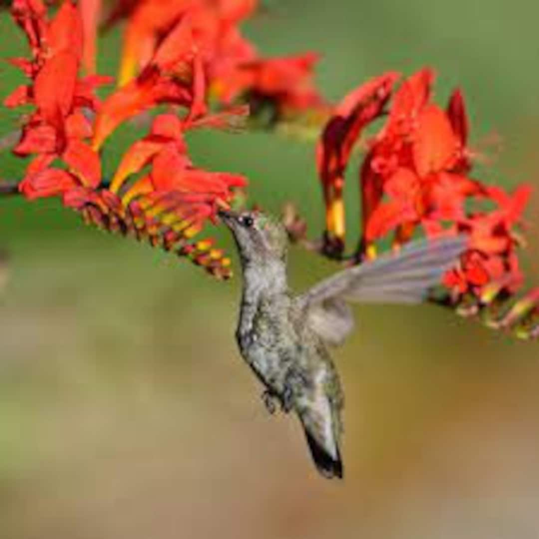 Montbretia 'lucifer' Flame Red Flowers a Hummingbird Magnet- Crocosmia ...