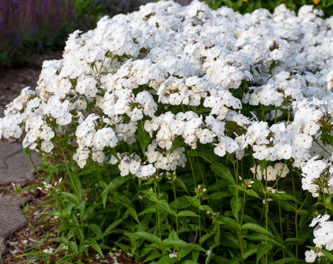 Phlox ‘opening Act White’ - Pure White Fragrant Flowers That Illuminate ...