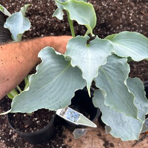 Hosta ‘tears in Heaven’ - Heavily Ruffled Intense Blue Pointed Leaves ...