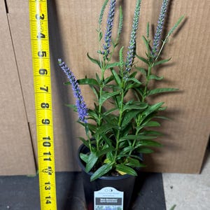 Speedwell ‘blue Skywalker’- Long Sky Blue Spike Flowers - Veronica ...