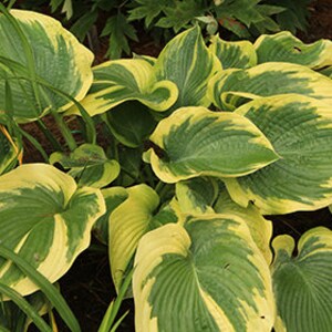 Hosta ‘terms of Endearment’ Huge Blue Leaves With Non-burning Yellow ...