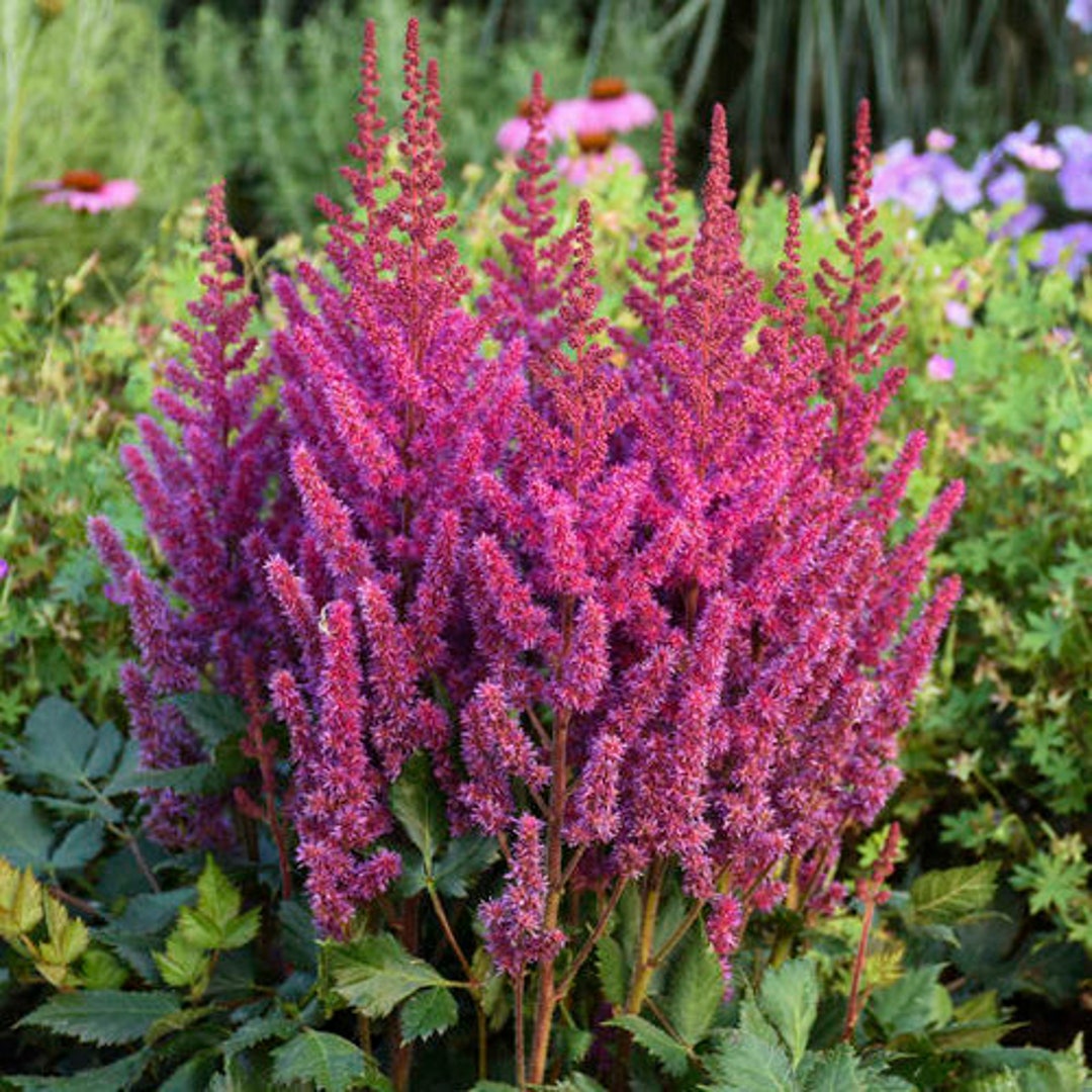 False Spirea ‘vision in Red’ Dark Red Stems Hold Deep Red Buds That ...