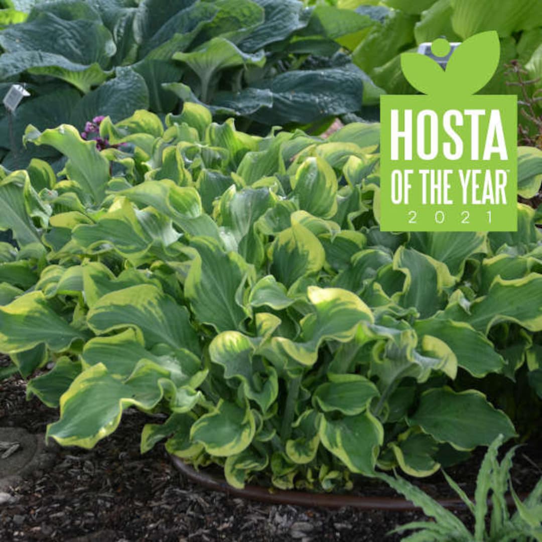 Hosta 'wheee!' -unique Wavy Variegated Leaves! so Much Fun to Watch ...