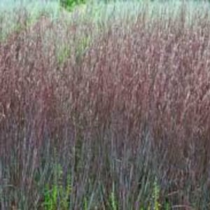 Grass Little Bluestem ‘blue Paradise’ Silvery Blue Leaves With Deep ...