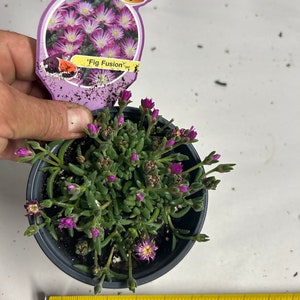Ice Plant ’fig Fusion’-vivid Violet Flowers With Glowing White Inner ...
