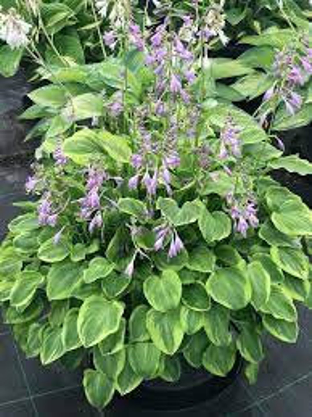 Hosta ‘golden Tiara’ - Purple Striped Flowers Repeat Bloom, Border ...