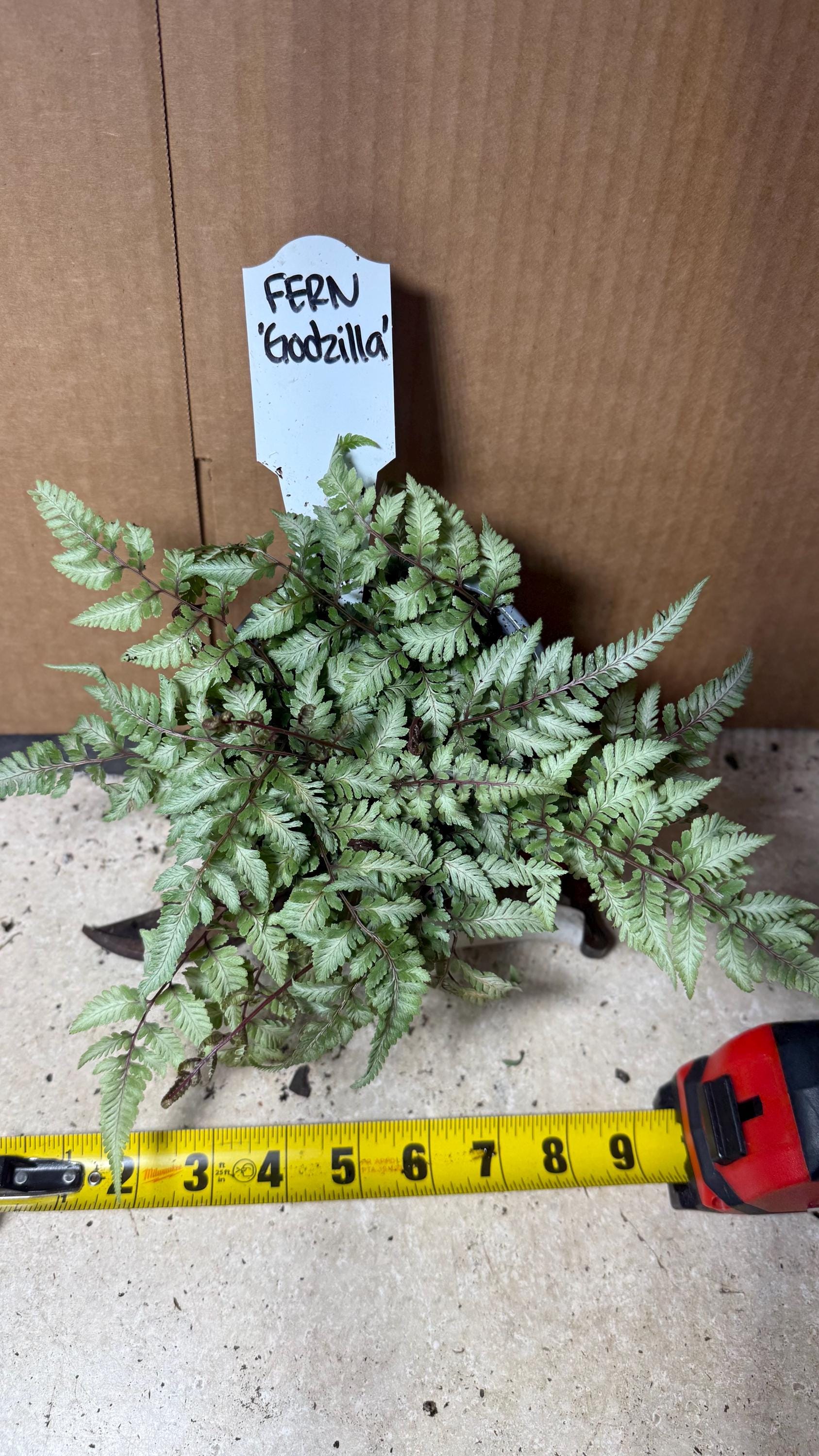 Fern Giant Japanese Painted ‘godzilla‘ Massive Clump of Silvery Fronds ...