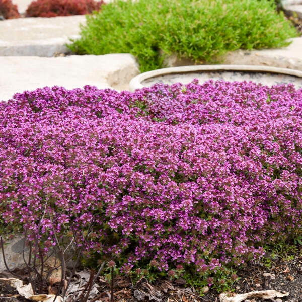 Creeping Red Thyme 'coccineus'-fragrant Evergreen Herb Groundcover ...