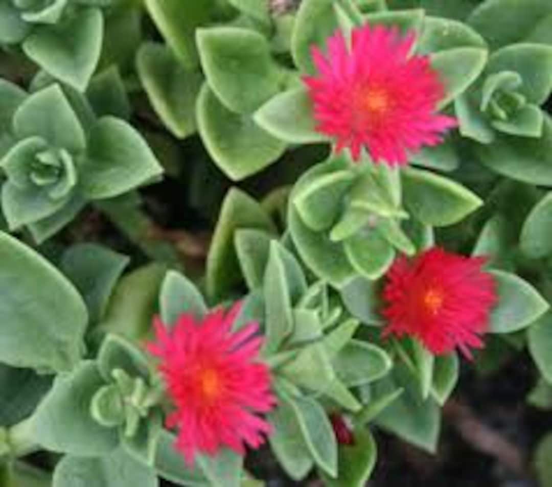 Livingstone Daisy 'mezoo Trailing Red' Bright Creamy White Variegated ...