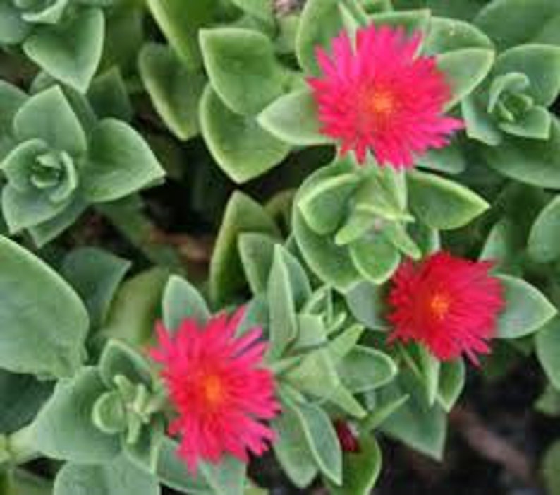 Livingstone Daisy 'mezoo Trailing Red' Bright Creamy White Variegated ...