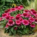 Coneflower ‘raspberry Beret’ Stunning Double Raspberry-pink Pom-pom ...