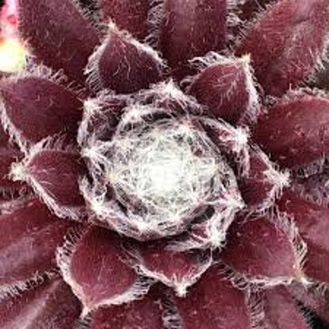 Hen & Chicks ‘cosmic Candy' Chick Charms- Rosettes of Burgundy-red ...